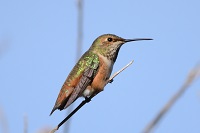Birds of Orange County, CA
