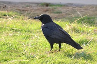 Birds of Orange County, CA