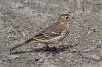 Birds of Orange County, CA