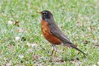 Birds of Orange County, CA