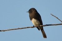 Birds of Orange County, CA