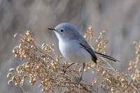 Birds of Orange County, CA