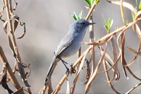 Birds of Orange County, CA