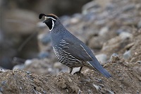 Birds of Orange County, CA