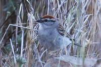 Birds of Orange County, CA