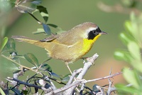 Birds of Orange County, CA