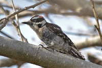 Birds of Orange County, CA