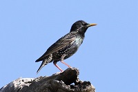 Birds of Orange County, CA