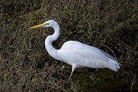 Birds of Orange County, CA