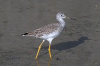 Birds of Orange County, CA