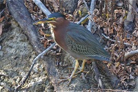 Birds of Orange County, CA