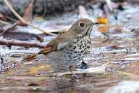Birds of Orange County, CA