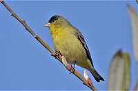 Birds of Orange County, CA