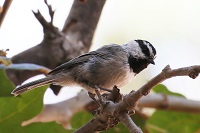 Birds of Orange County, CA