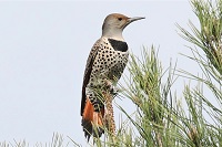 Birds of Orange County, CA