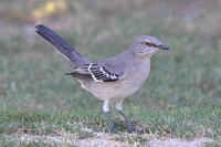 Birds of Orange County, CA