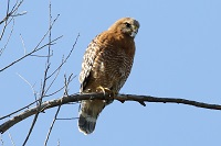 Birds of Orange County, CA