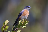 Birds of Orange County, CA