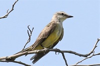 Birds of Orange County, CA