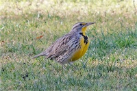 Birds of Orange County, CA