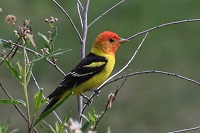 Birds of Orange County, CA