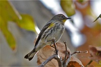 Birds of Orange County, CA